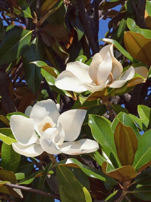 Magnolia Plant - How to Grow and Care for This Beautiful Flower