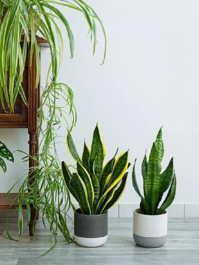 Transform Your Space With These Ornamental Plants! Transform Your Space With These Ornamental Plants!