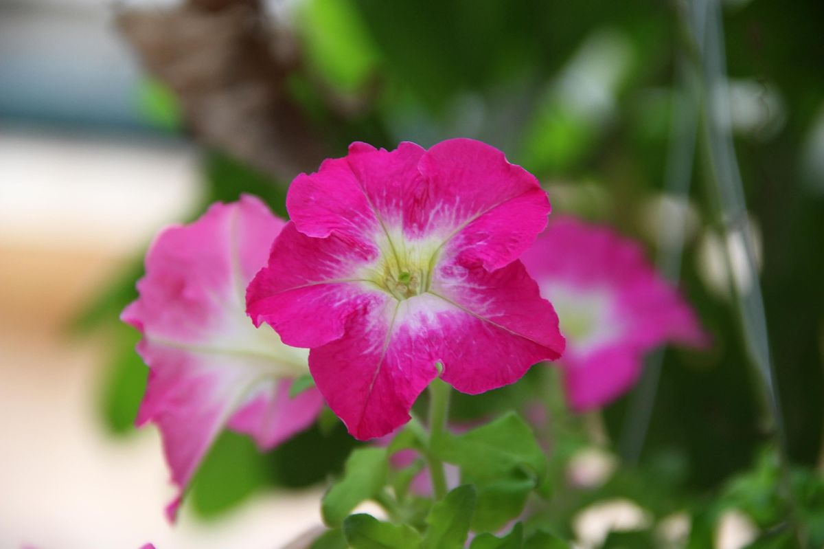 About Petunia Flowers, How To Grow And Care For It & Types