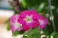 Gypsy Flower Plant - Types and How To Grow And Care For It