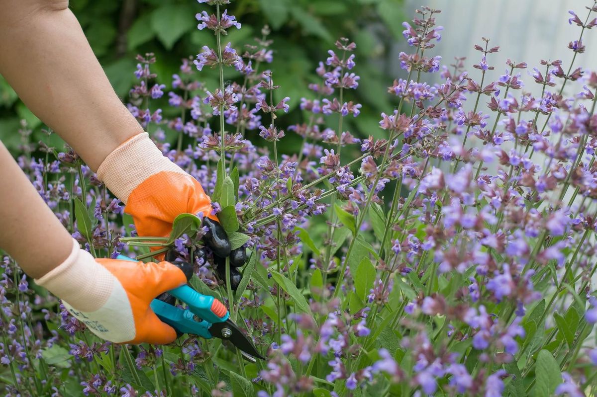 How to Grow Salvia Flowers at Home - Tips for a Healthy Plant