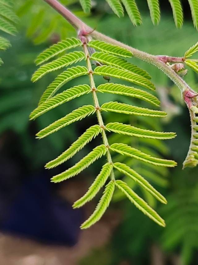 Magical Plant | Keep Shami Plant at Home for Unlimited Benefits