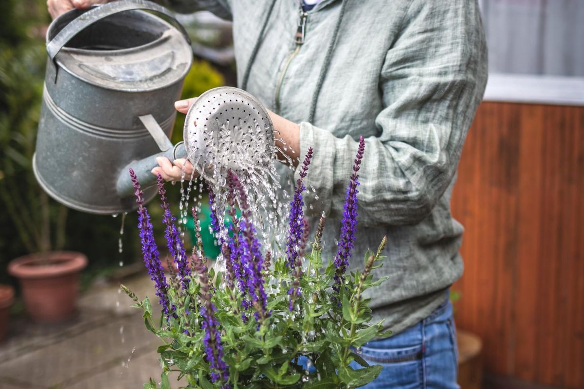 How to Grow Salvia Flowers at Home - Tips for a Healthy Plant