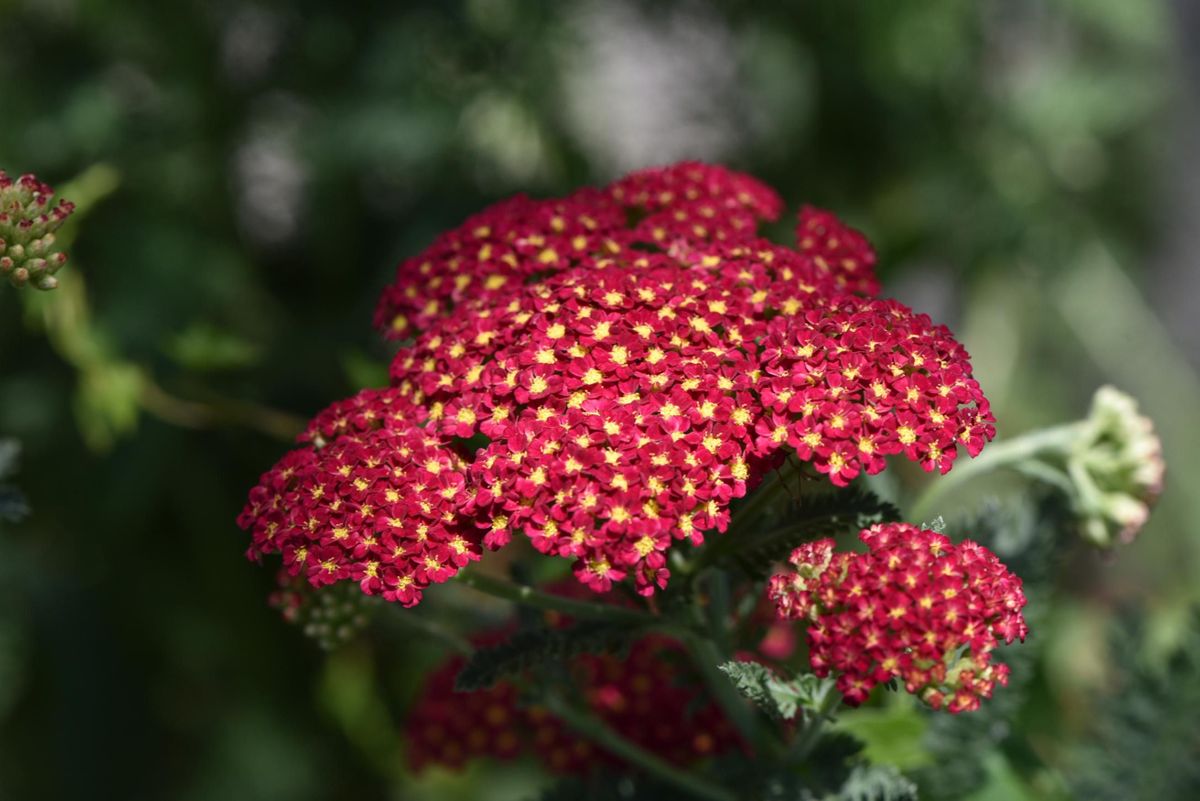 Yarrow Flower Plant: Growth Tips and Medicinal Benefits