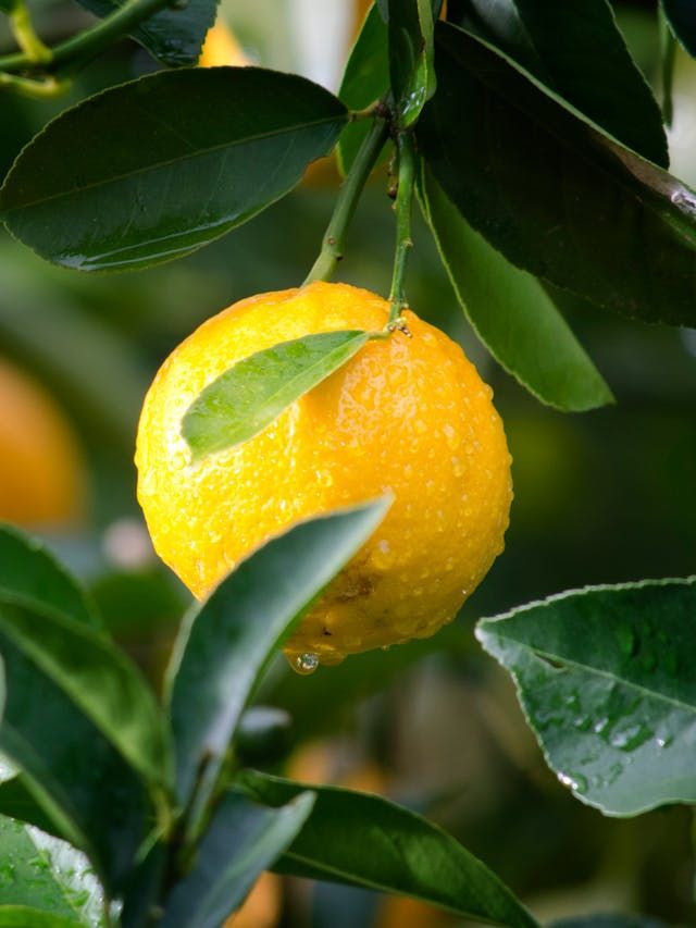 Lemon Plant At Home - Feng Shui Benefits And Placement Tips