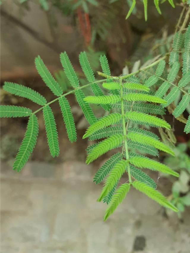 7 Easy Tips To Take Care Of Shami Plant In Winter