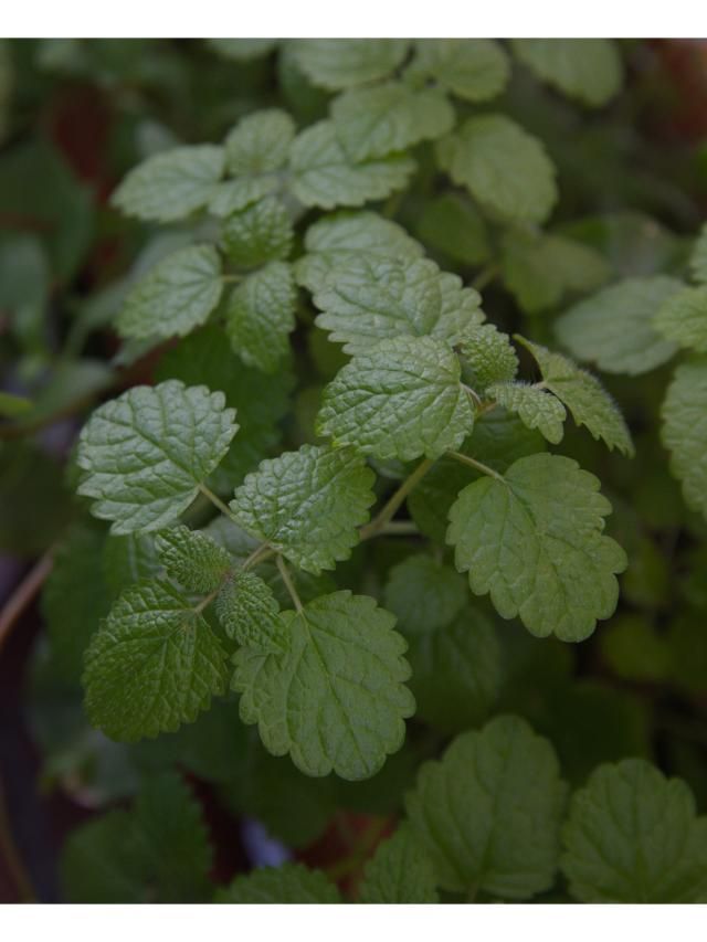 Lemon Balm Plant At Home - Feng Shui Benefits And Placement