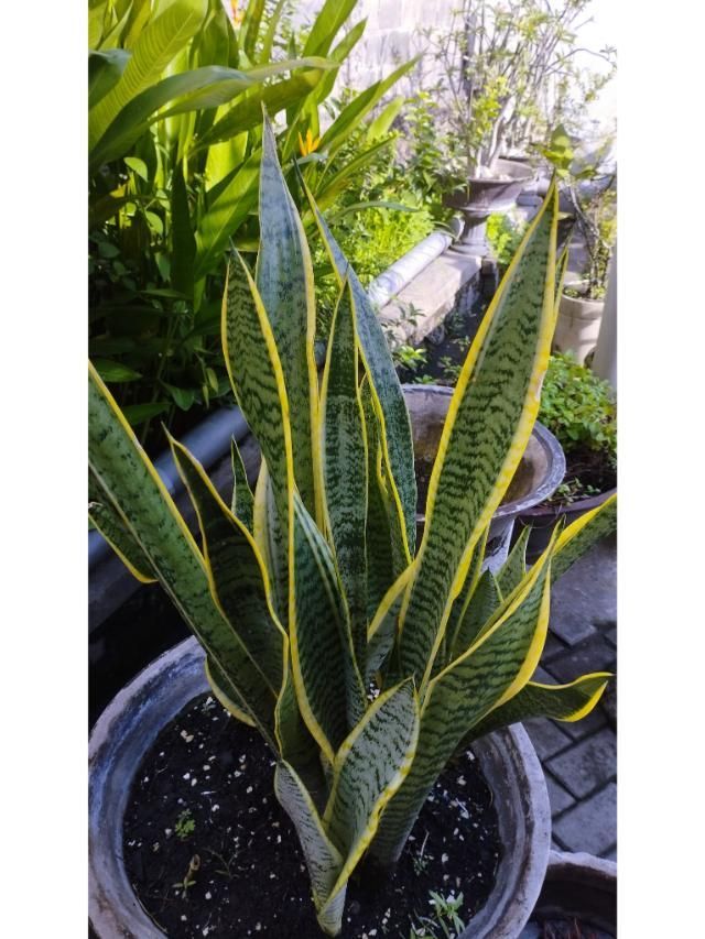 7 Watering Tips For Snake Plant To Prevent It From Dying