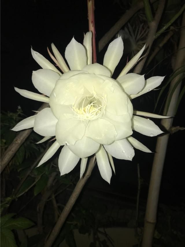 Brahma Kamal Plant At Home - Vastu Benefits To Know