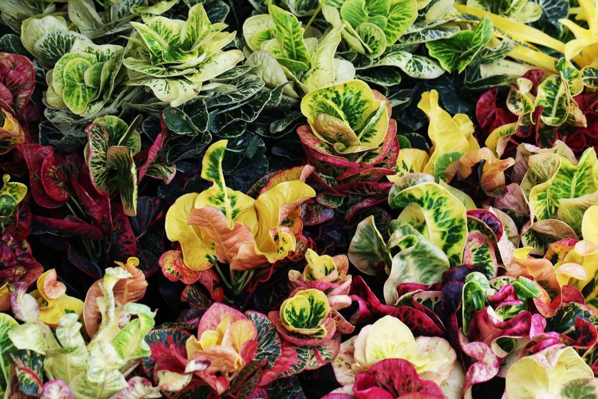 Croton Plant - How To Grow And Care For, And Types