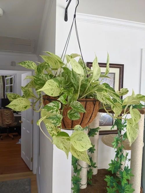 Golden Pothos: How to Grow, Care Benefits, and More