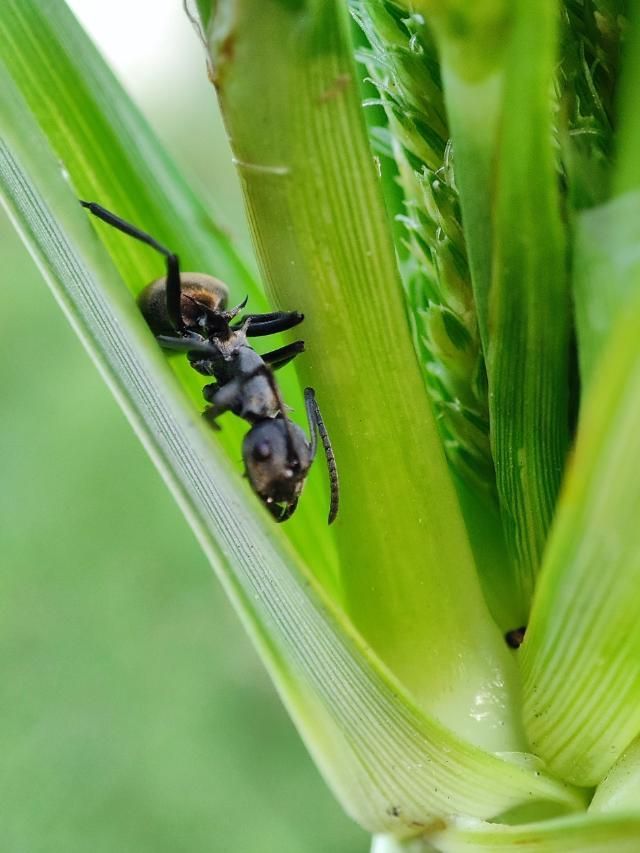 Vastu Significance of Insects at Home - 5 Facts About It