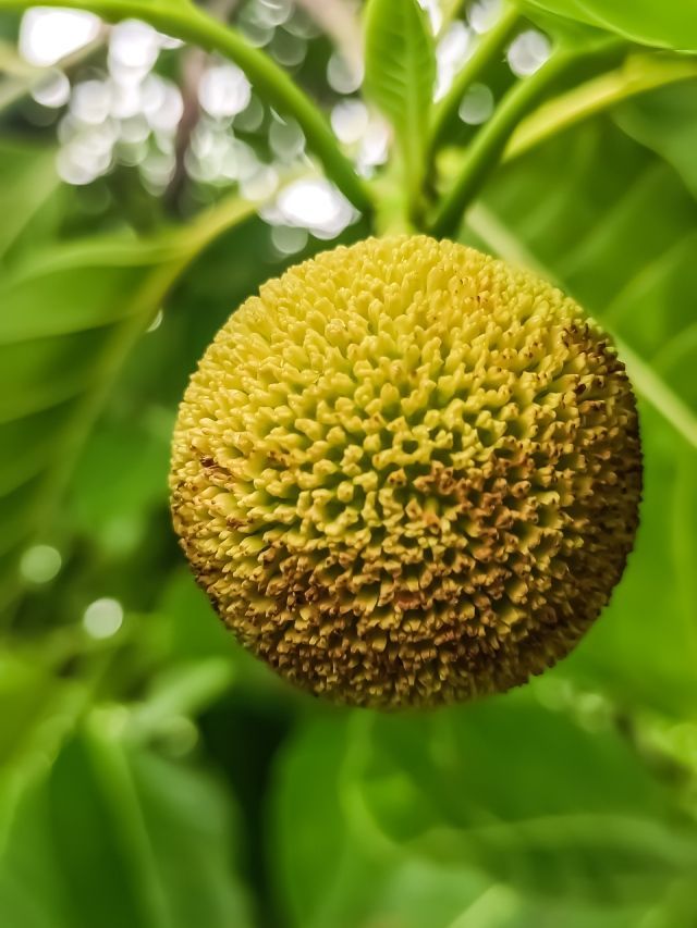 Kadamba Flower - 5 Vastu Facts You Must Know