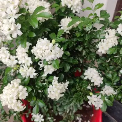 Madhu Kamini Plant - 5 Vastu Reasons to Keep It At Home