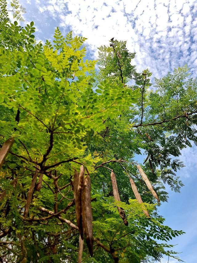 Growing Moringa at Home - Know the Pros and Cons