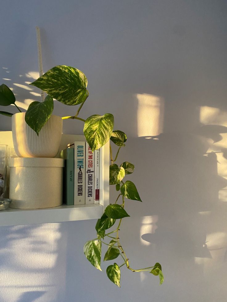 Golden Pothos: How to Grow, Care Benefits, and More