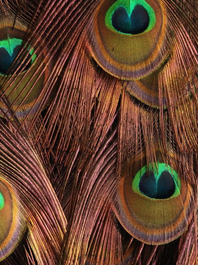 5 Vastu Remedies with Mor Pankh