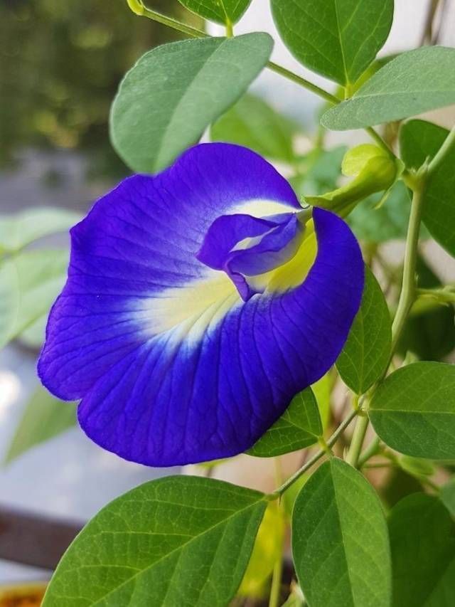 Top Pros & Cons of Keeping Aparajita Plants at Home