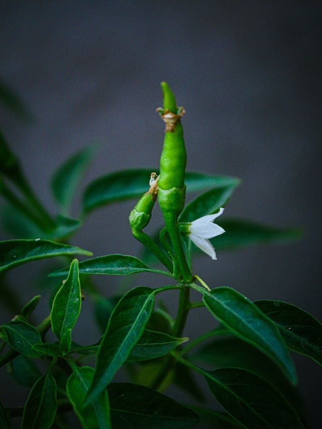 7 Common Green Chilli Plant Mistakes You Should Absolutely Avoid