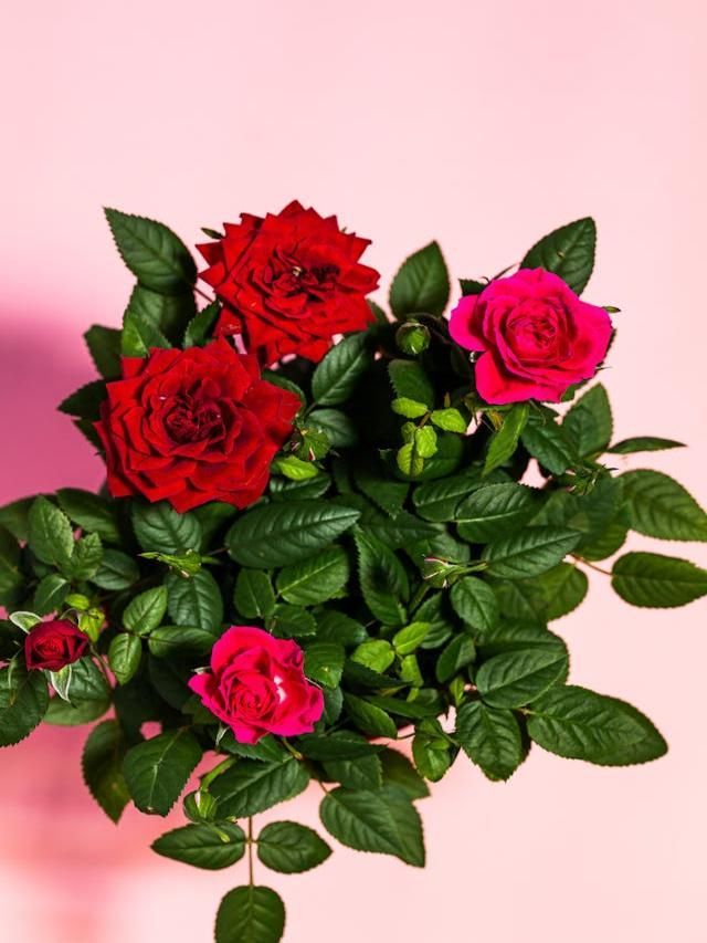 Interesting Facts About Rose Flower Plant