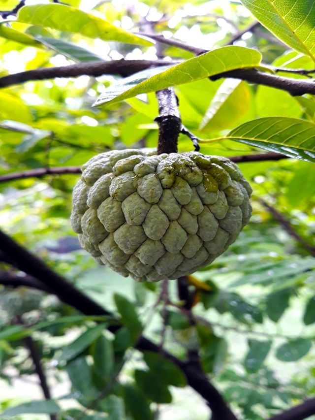 Grow Custard Apples in a Container- the Easiest Guide Ever