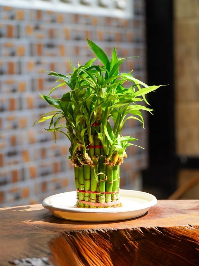 Does Lucky Bamboo Really Generate Wealth? Check Out Common Myths