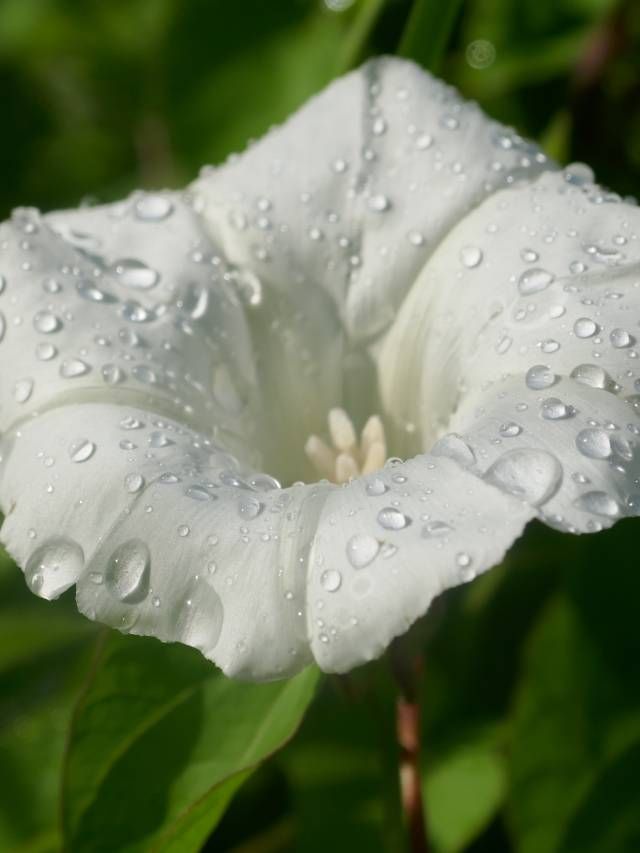 A Nighttime Wonder - Moonflower Plant | Why Keep It at Home