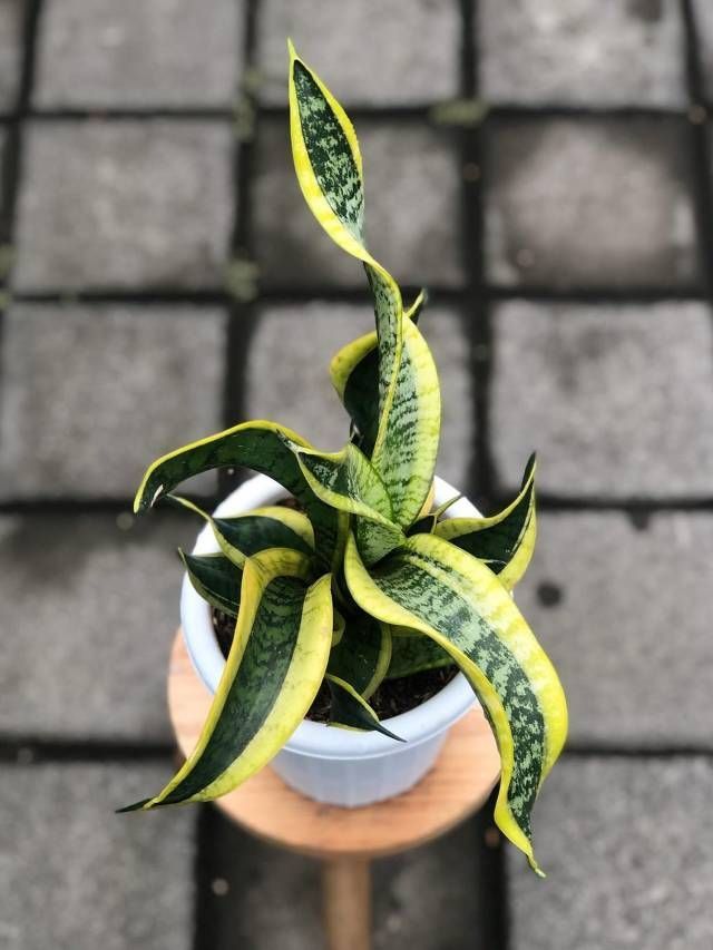 Are Snake Plants Toxic to Humans Or Pets? Read On to Know