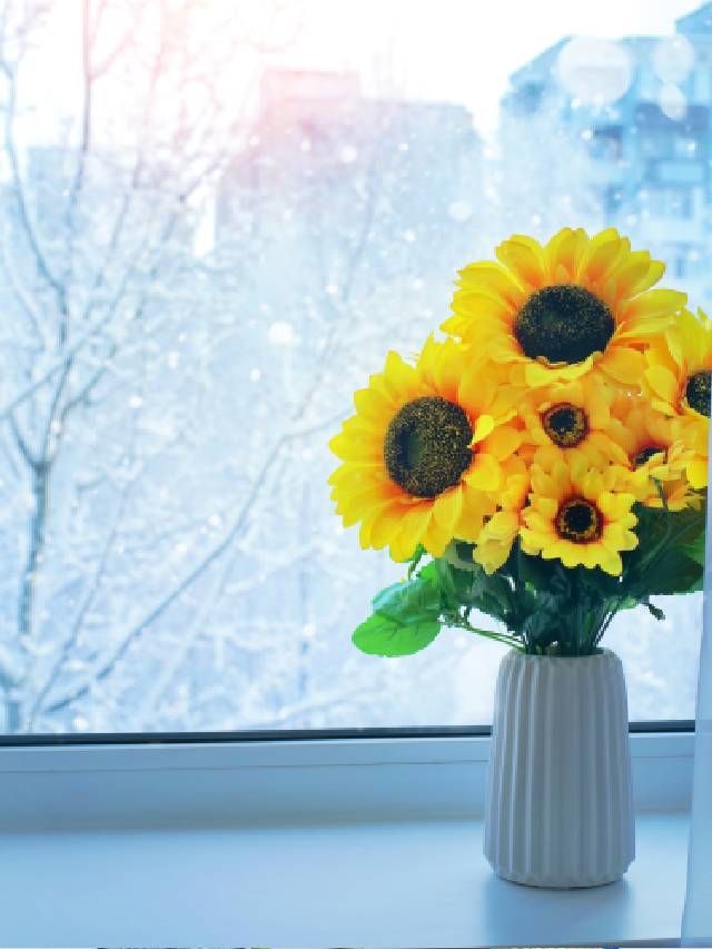 How to Keep Your Sunflowers Healthy This Winter