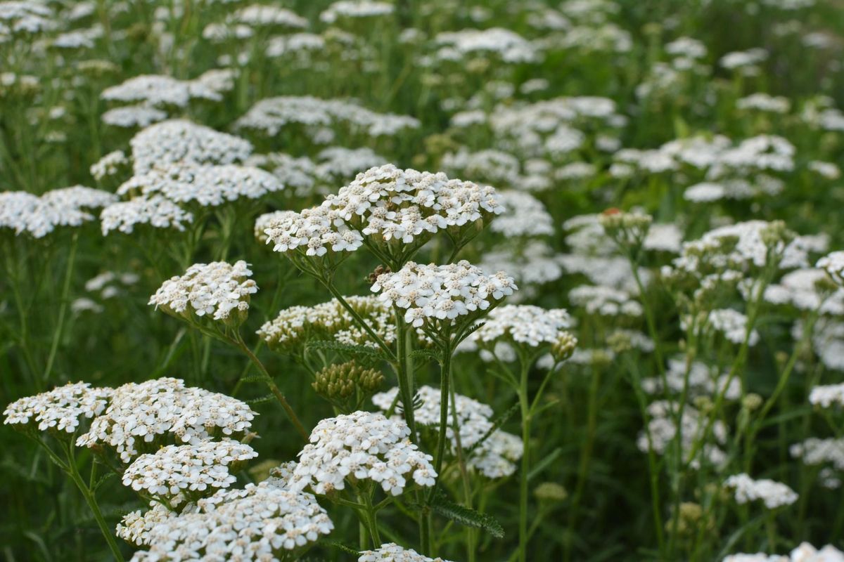 Yarrow Flower Plant: Growth Tips and Medicinal Benefits