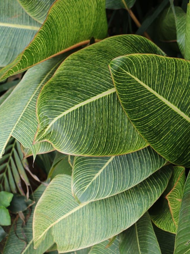 7 Holy Plants from Ramayana You Can Plant At Home To Welcome Divinity