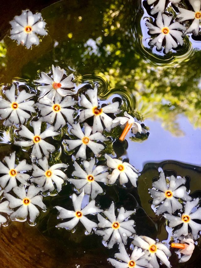 7 Steps To Grow Parijat Tree Or Harsingar Plant At Home