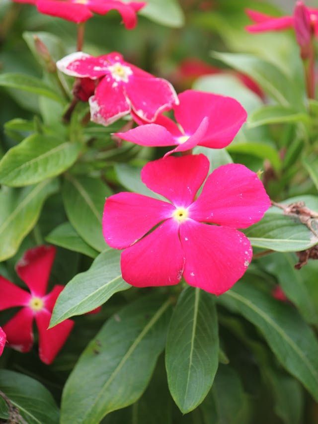 Learn 8 Easy Steps To Grow Sadabahar Plant At Home From Seeds