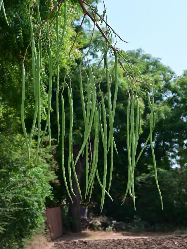 Feng Shui for Moringa Plant (Drumstick) - 7 Key Facts You Must Know