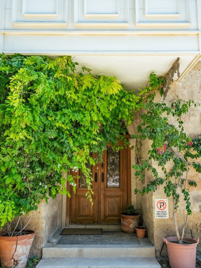 7-Step Guide to Growing a Creeper Plant at Home