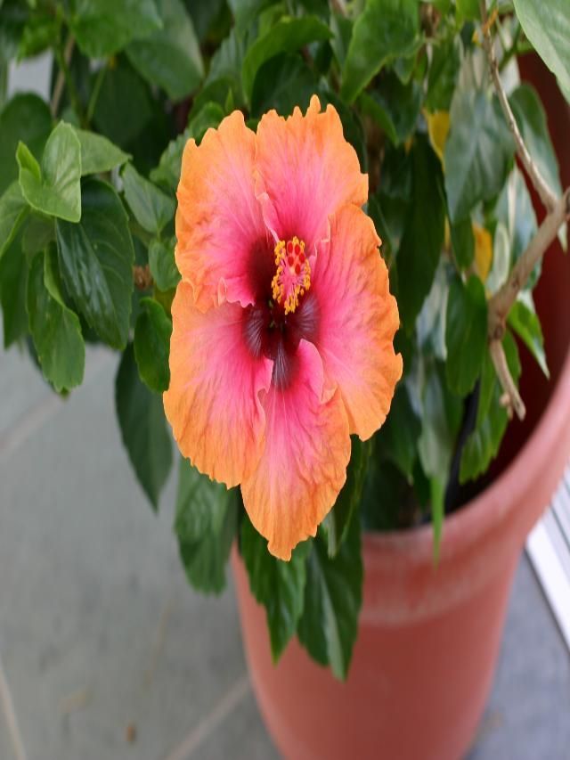 7 Tips On How To Grow And Take Care Of Hibiscus Plants At Home