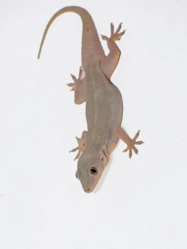 10 Quick Home Remedies on How to Get Rid of Lizards at Home