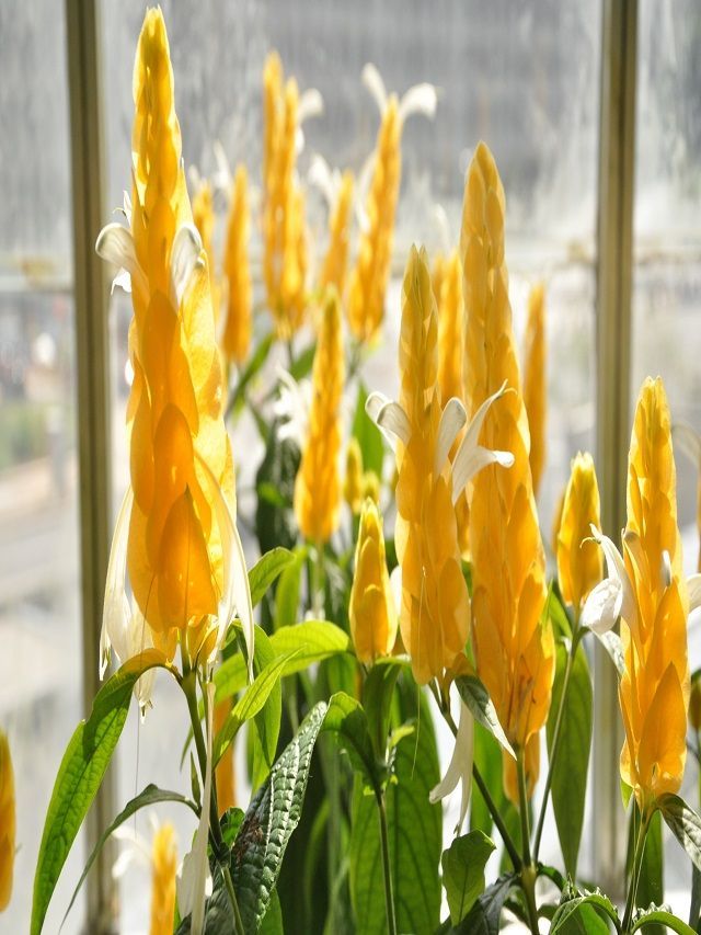 One Plant, Many Benefits: Lollipop Plant is an Allrounder