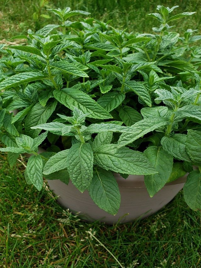 7 Common Mint Plant Problems with Quick Fixes!