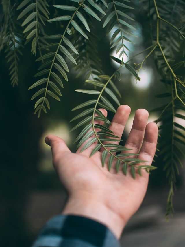 7 Plants for Glowing Skin You Can Grow at Home