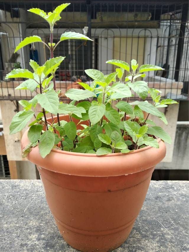 7 Proven Hacks to Save Tulsi Plant from Drying