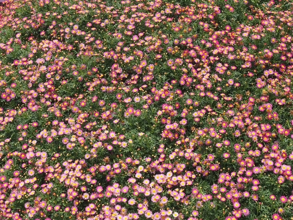 Gypsy Flower Plant - Types and How To Grow And Care For It