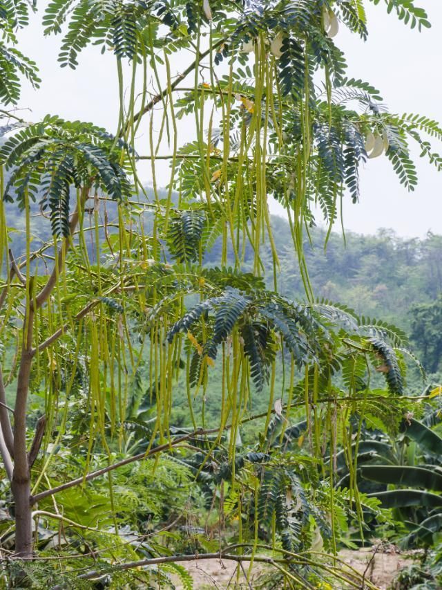 Moringa Tree - How to Care For It?