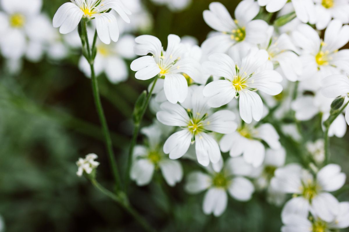 Gypsy Flower Plant - Types and How To Grow And Care For It