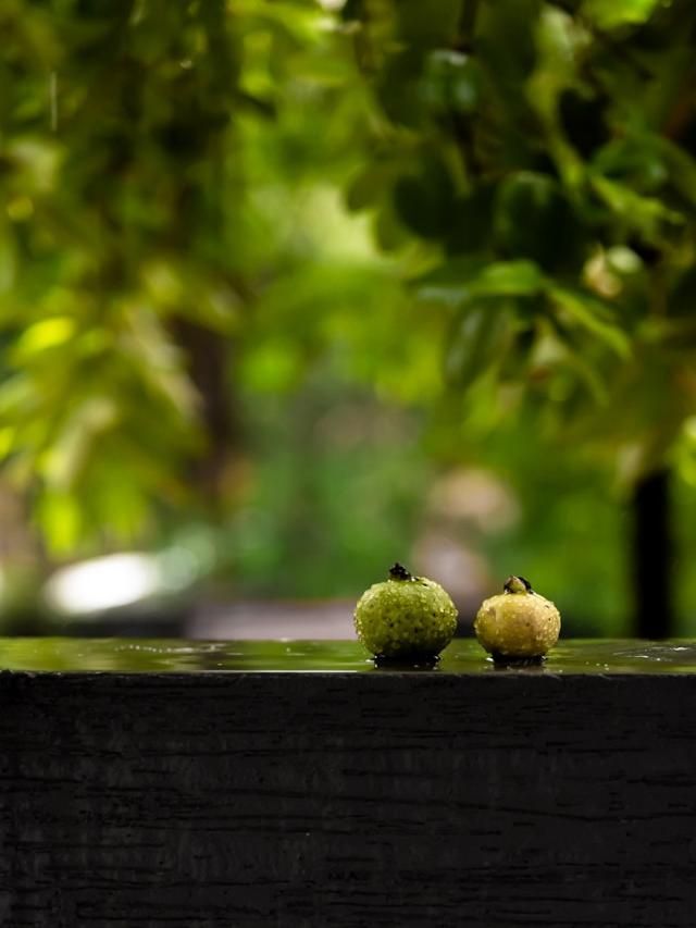 How to Grow and Take Care of Guava Tree at Home