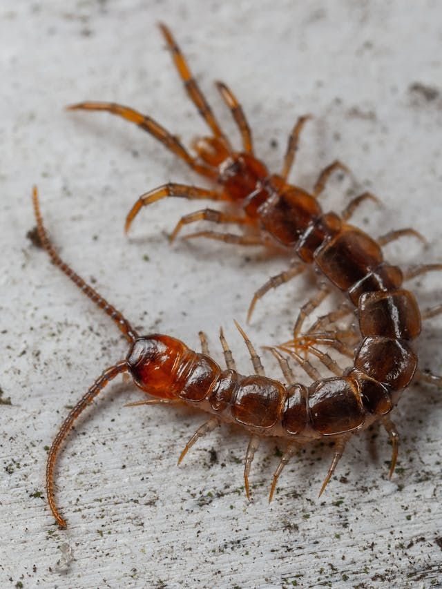 7 Ways To Get Rid Of Centipedes In Your Bathroom