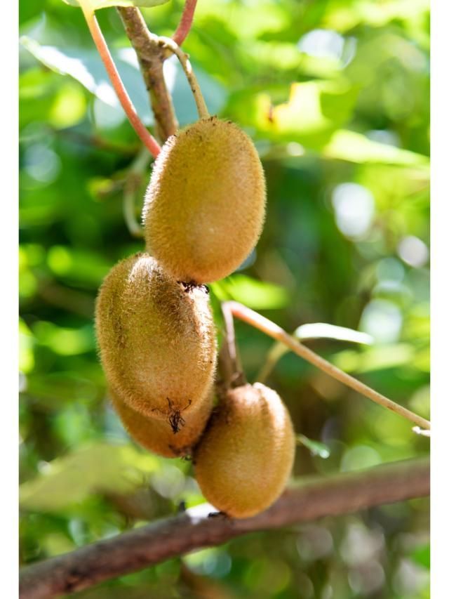 7 Tips To Grow Kiwi Fruit In Your Home Garden