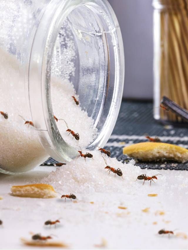 7 Common Kitchen Insects & How to Get Rid of Them