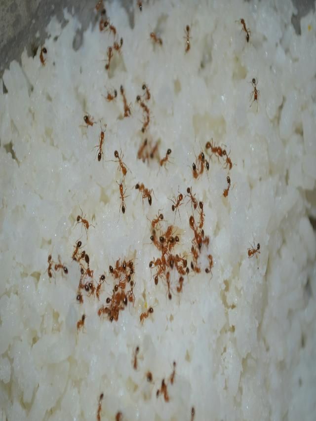 Effective Ways to Get Rid of Ants from Kitchen