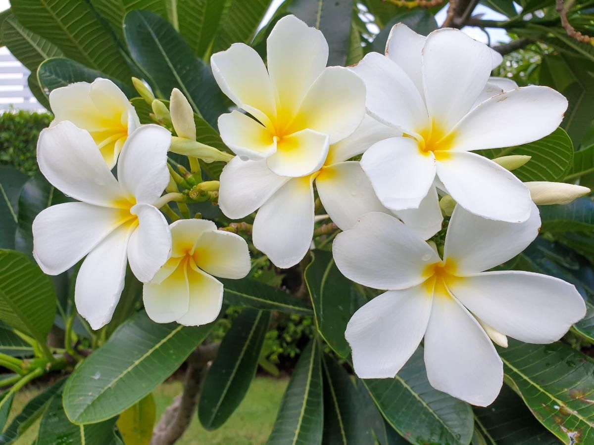 Champa Plant - Meaning, Types, Pictures, And How To Grow And Care For